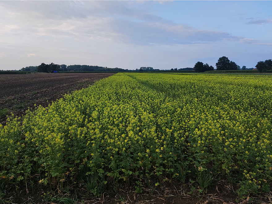 Regeneratieve en biologische landbouw | Begeleidingsdienst voor betere ...